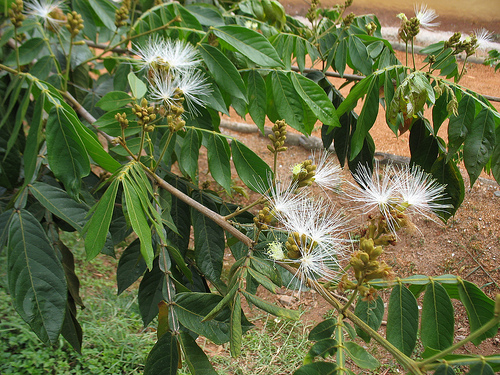 Familia Mimosaceae: Ingeae