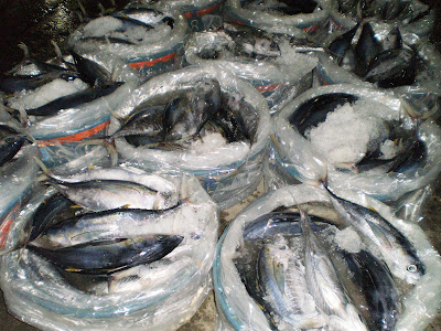 Philippines Fish Port: Small sized Tuna Fish in Salinas