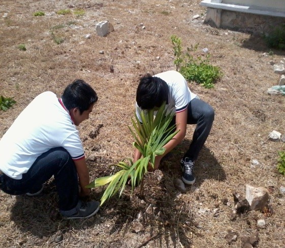 sembrar arboles: proyecto de sembrar arboles