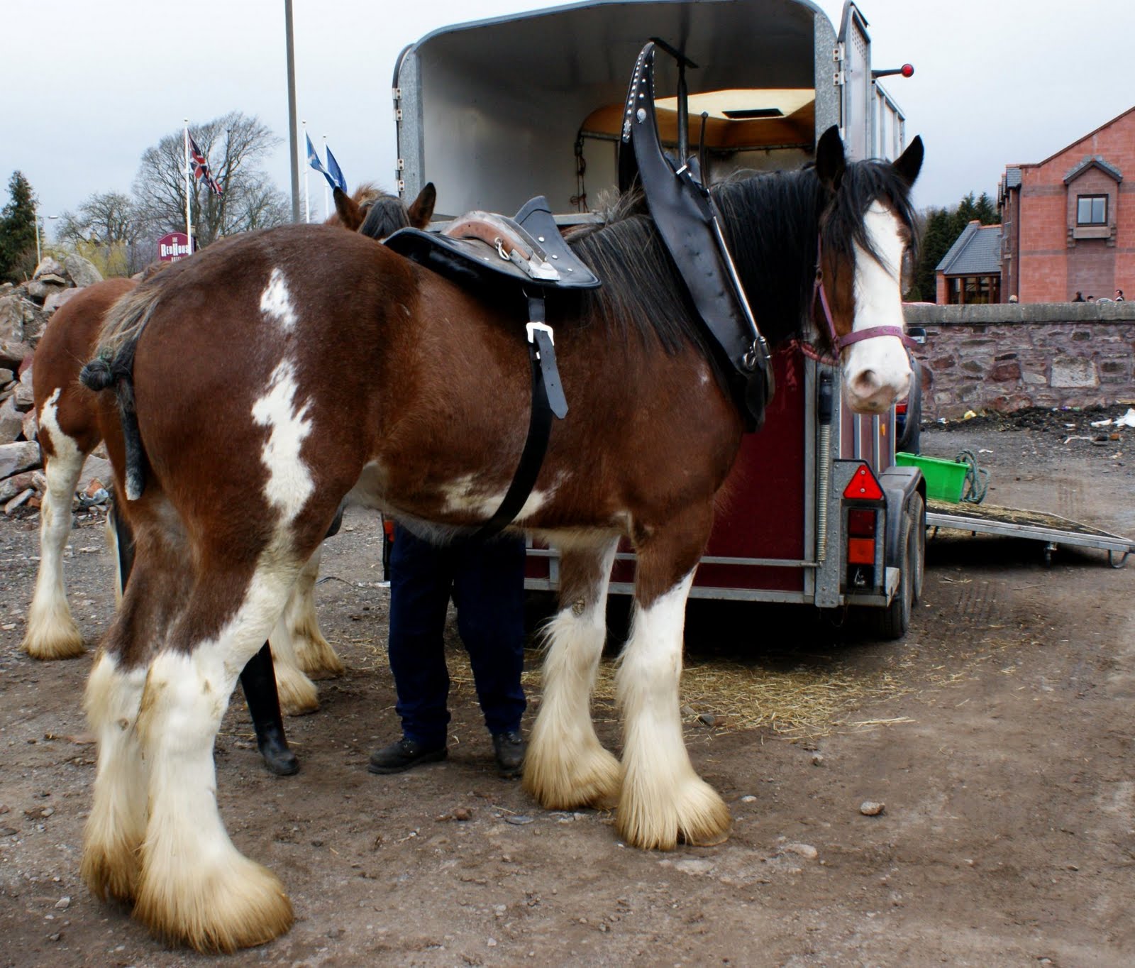 Tour Scotland: Tour Scotland Photograph Clydesdale Horse March 26th Tour Scotland: Tour Scotland Photograph Clydesdale Horse March 26th