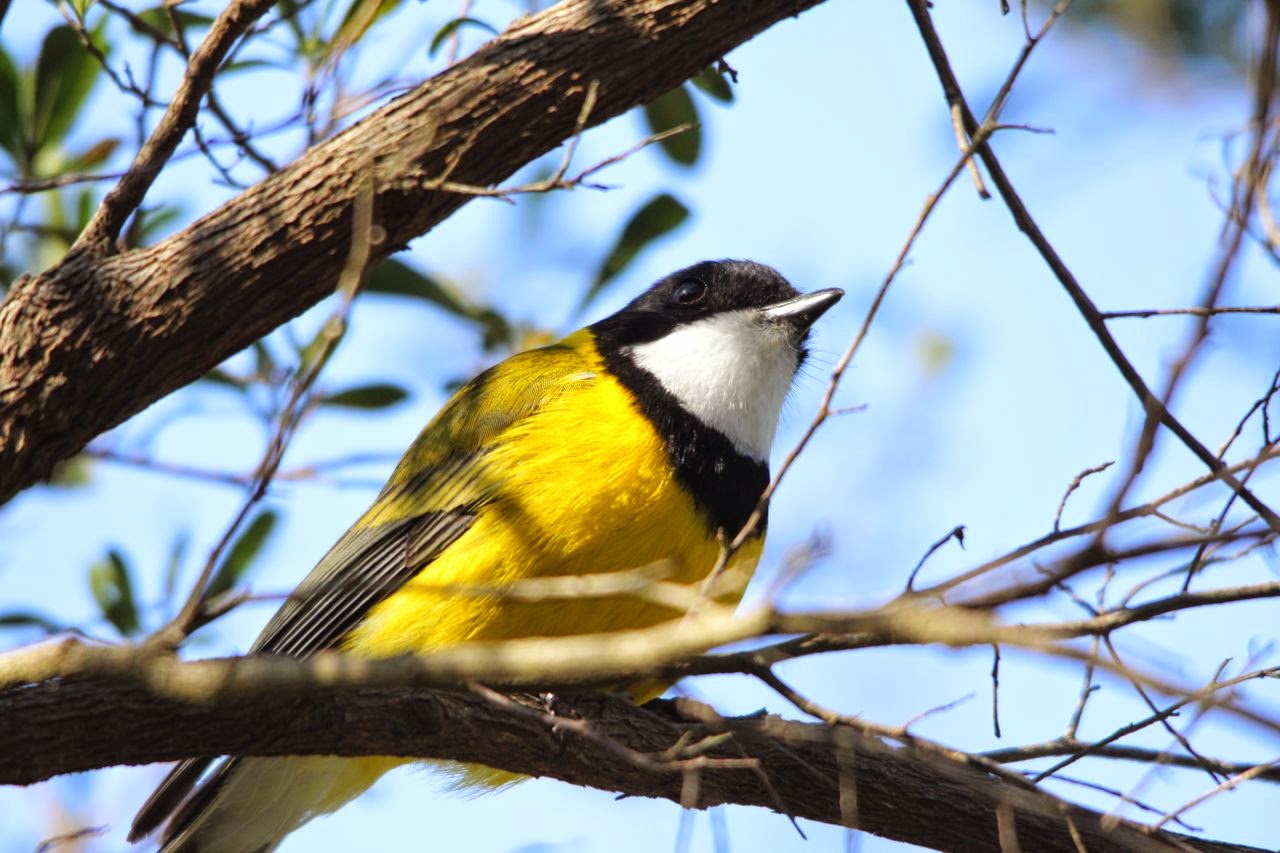 Pete's Flap Birding Aus: Gorgeous Golden whistler - Birds of Phillip Island