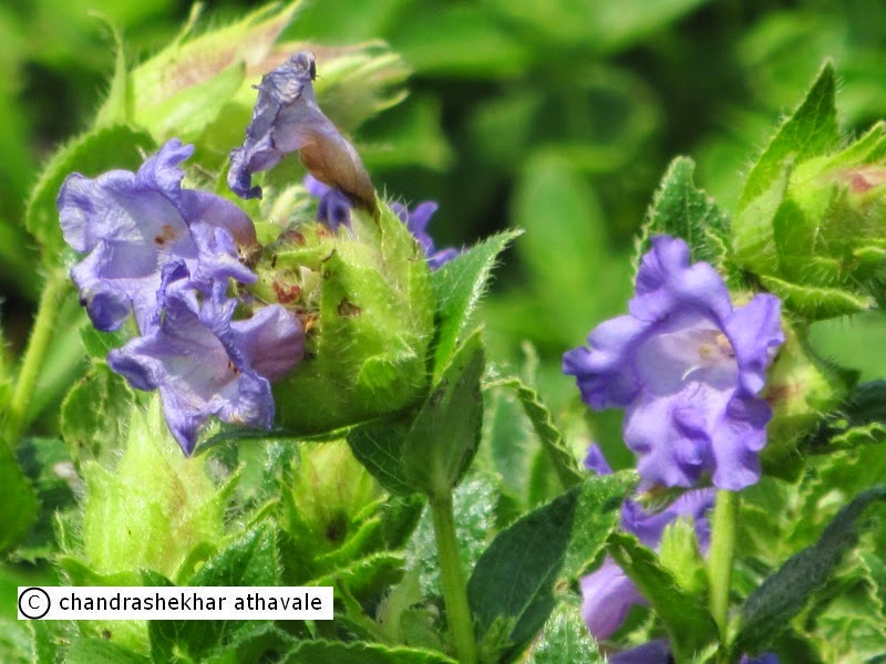 Aksharadhool: Wildflowers of Kaas – Part III