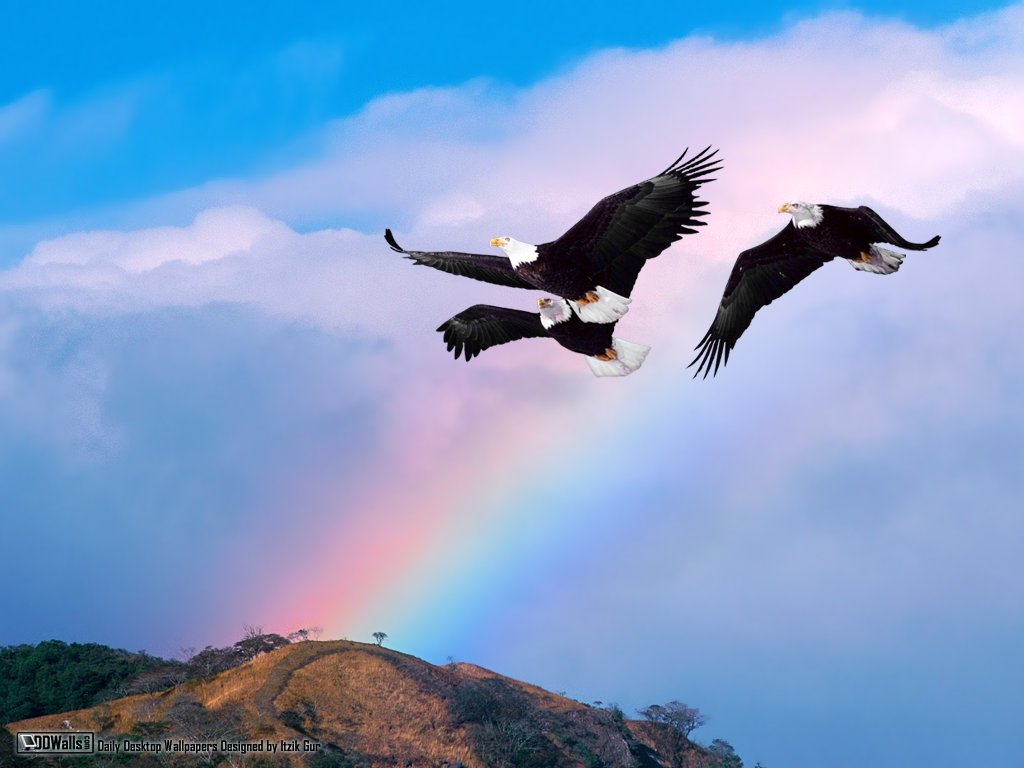 Águilas volando fotos - Imagui