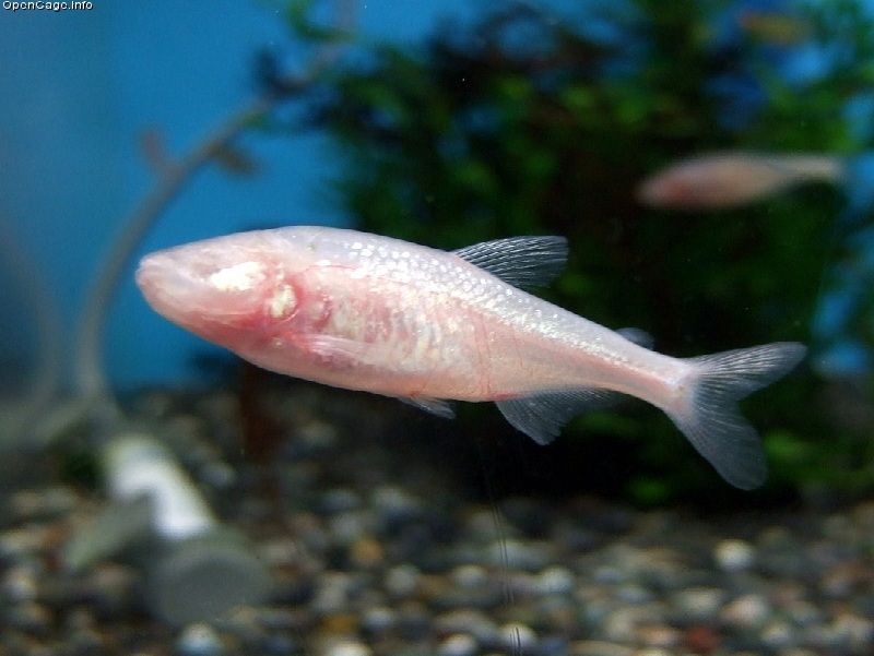 Budidaya Ikan Hias Mata Buta (Blind Cave Characin) - cara ternak ikan
