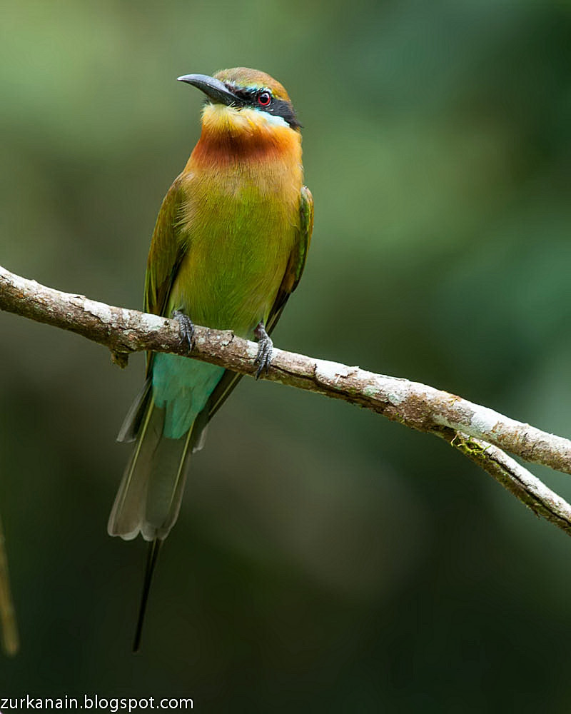 Zul Ya - Birds of Peninsular Malaysia: Blue Tailed Bee Eater