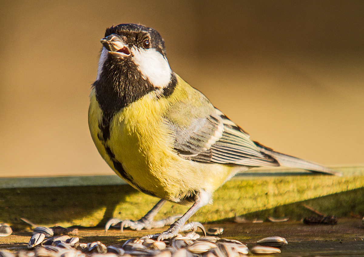 Fra Limfjordens bredder...: Musvitter i topform