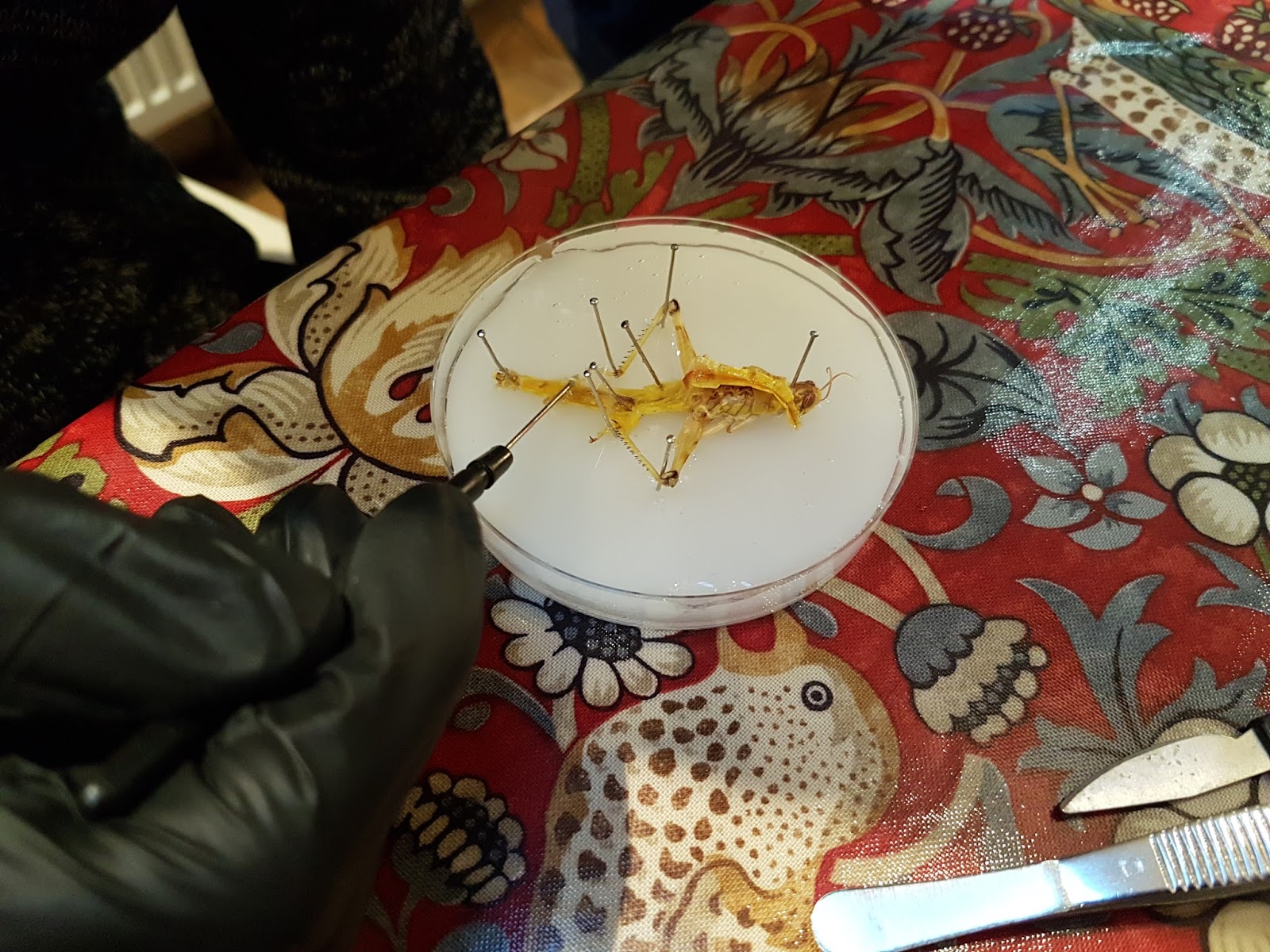 SLHE Science: Locust Dissection