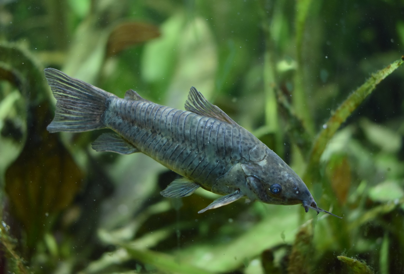 ZOOTOGRAFIANDO (6.100 ANIMALS): CASCARUDO / BROWN HOPLO (Hoplosternum ...