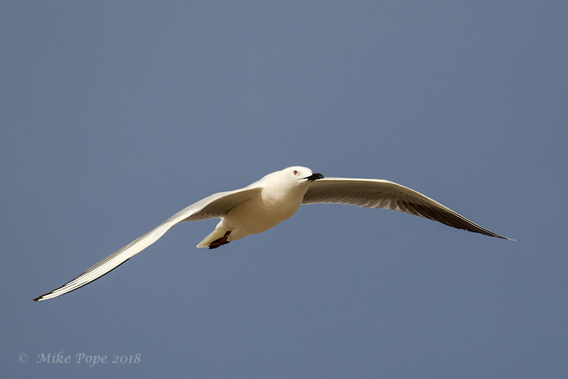 Kuwait Birding: Boubyan and Warba Island