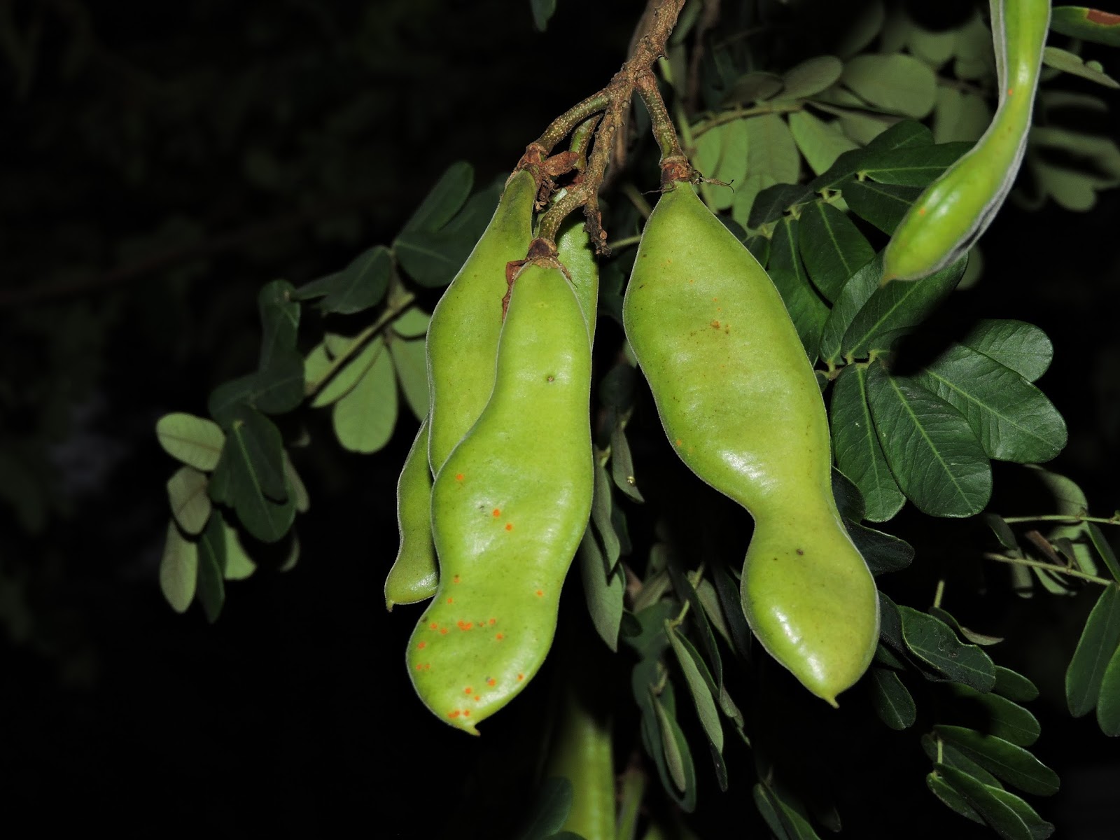 Flora campus I: Fabaceae - Libidibia ferrea (Mart. ex Tul.) L.P. Queiroz