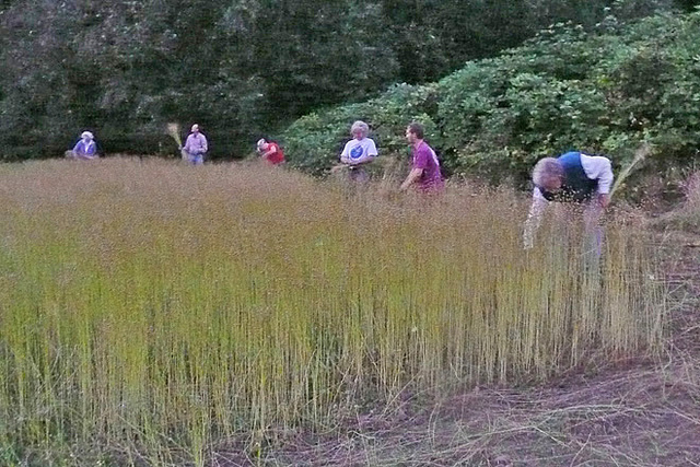 flax to linen victoria bc: Harvest