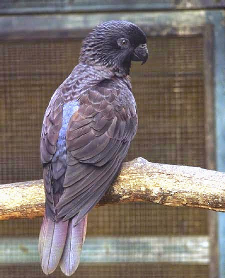 Jenis Jenis Burung Nuri Yang Populer ~ Gembala News