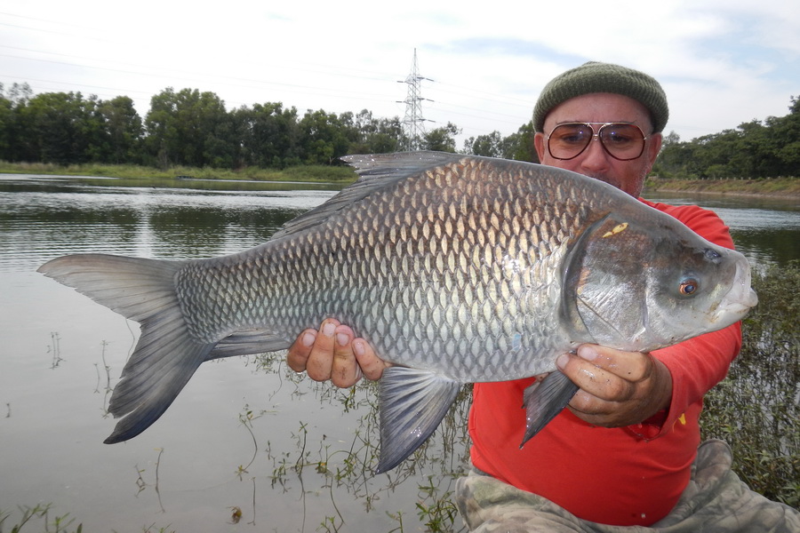 Big Fishes of the World: CARP CATLA (Catla Catla)