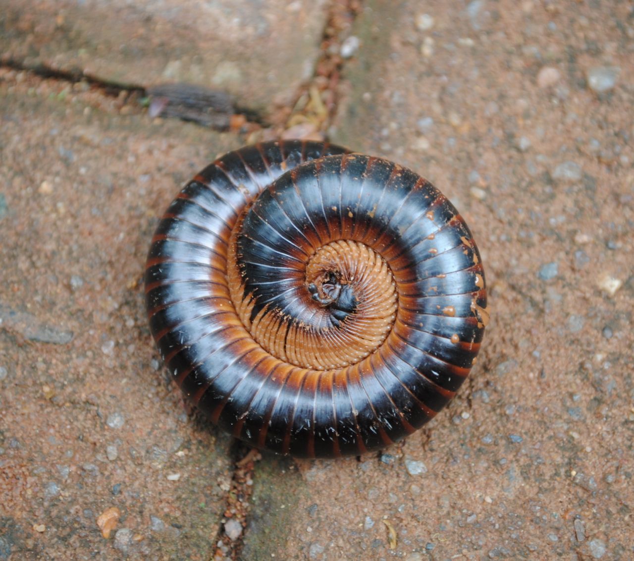 American-African Mom: Shongololo!