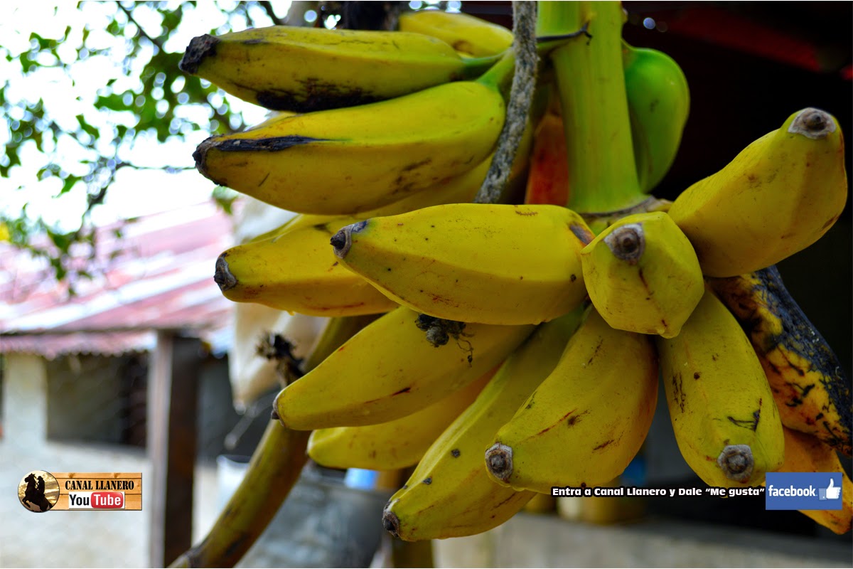 Canal Llanero : EL PLÁTANO TOPOCHO