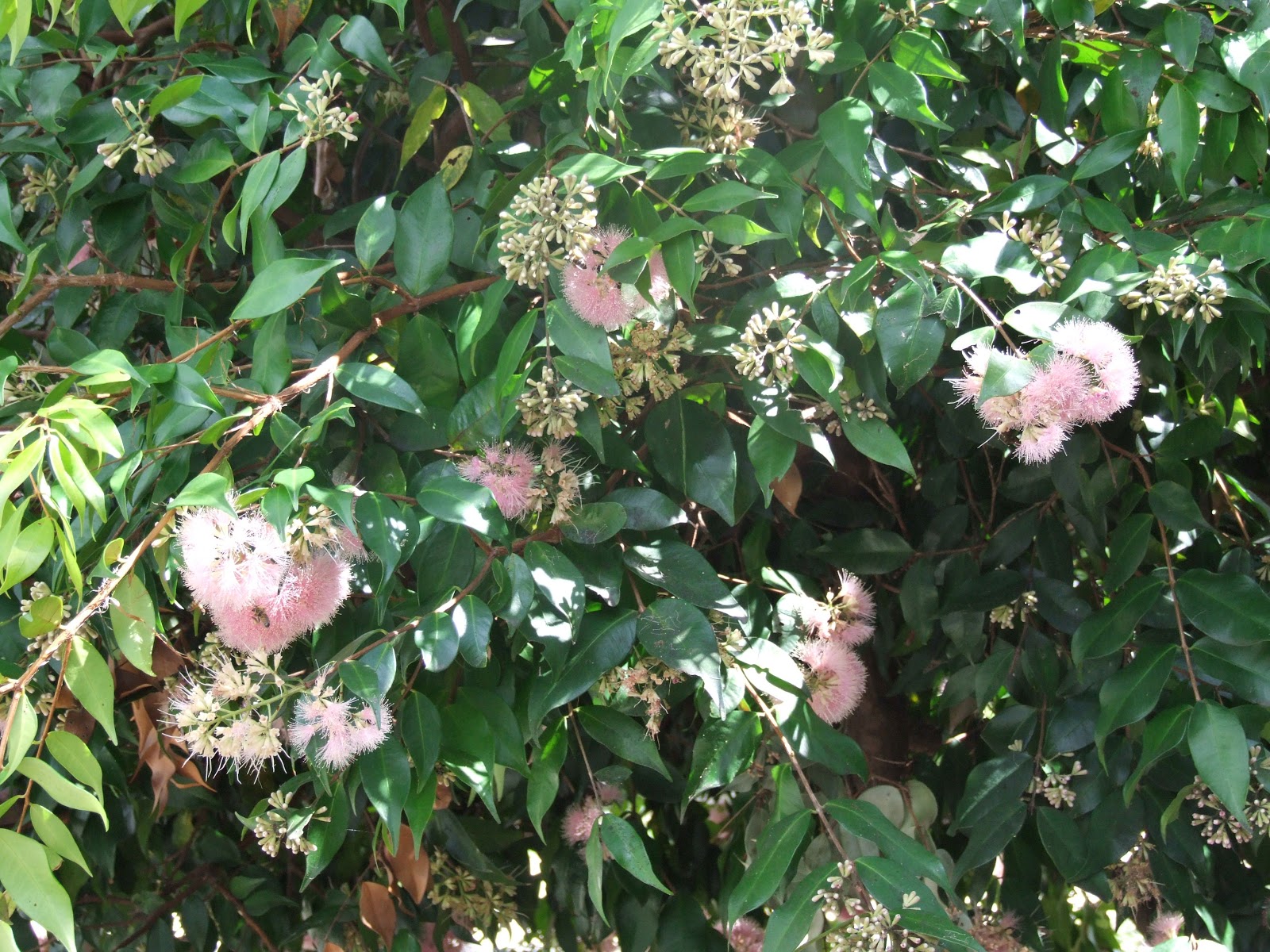 Naturally Carol: The Pink Pompom Tree!