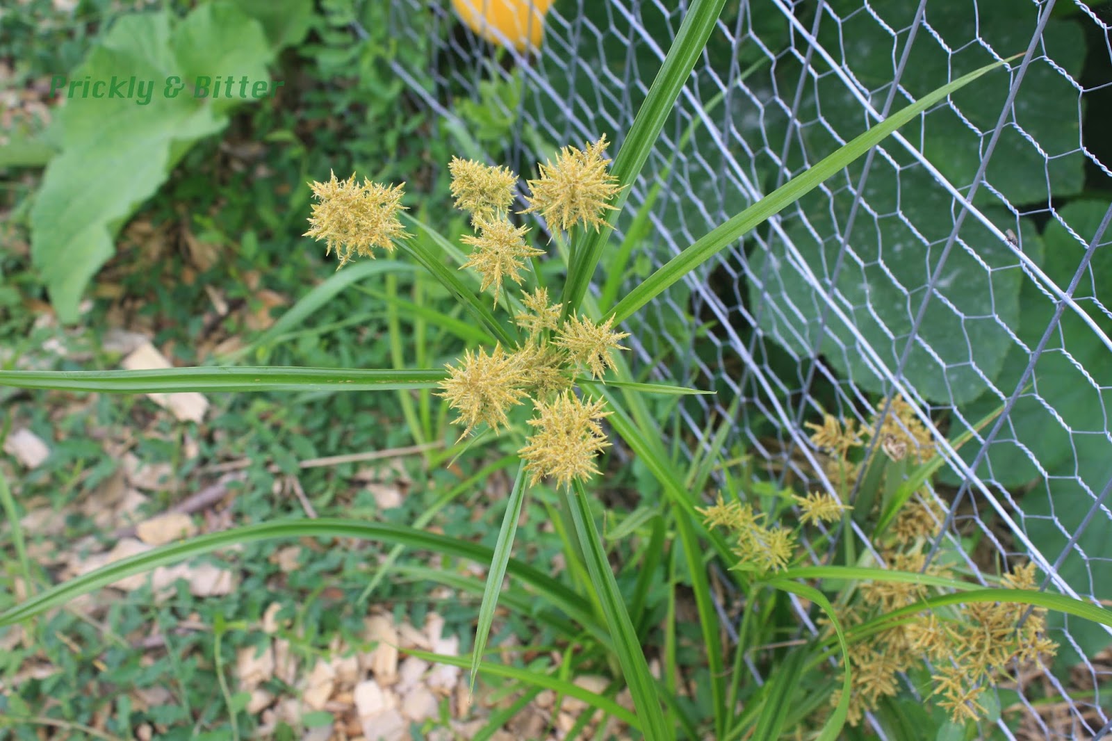 Prickly and Bitter: The sedge masquerading as nutsedge
