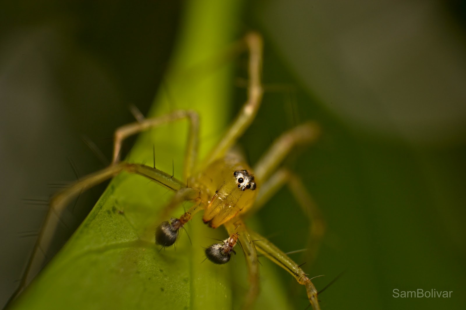 Insects Macro Photography: Tips and Tutorials