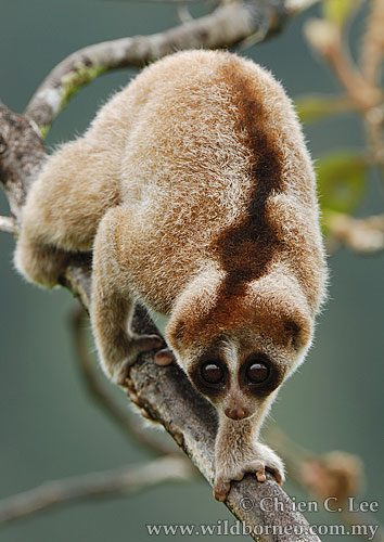 Species New to Science: [Primatology • 2013] Nycticebus kayan ...