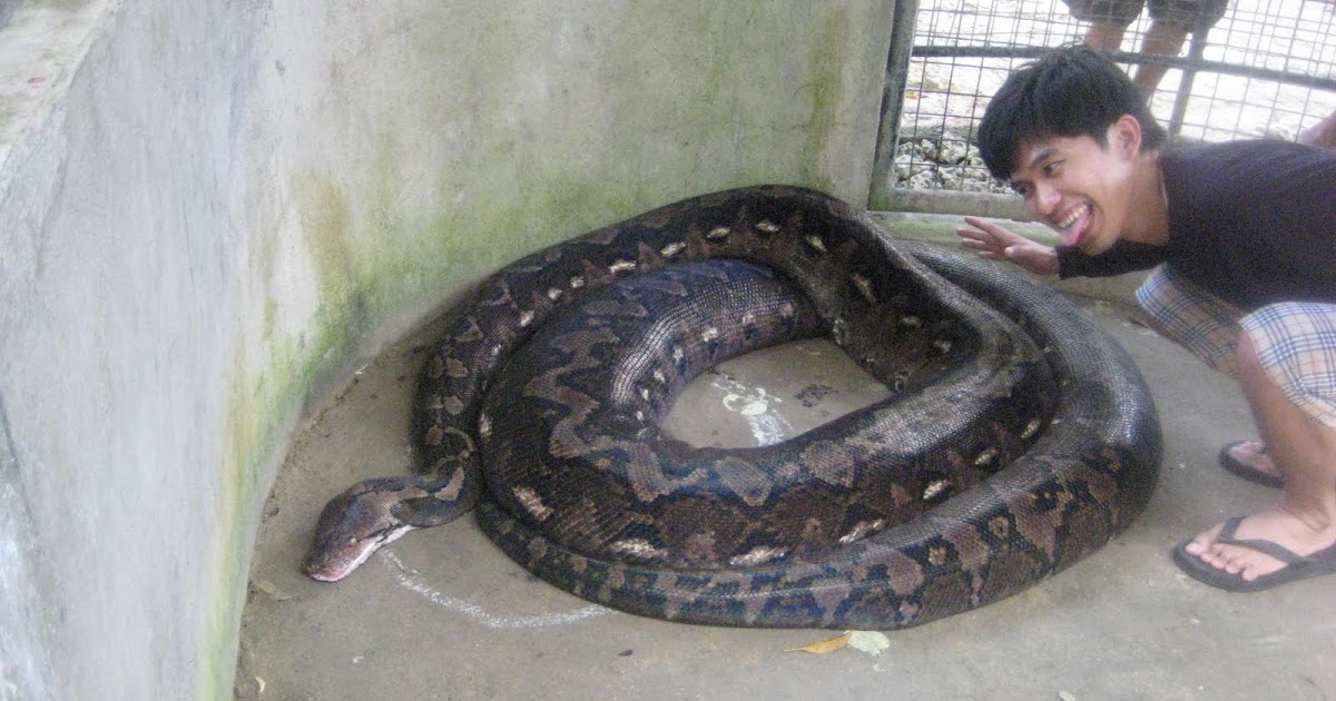 Travel Bohol: Remember Prony the Python