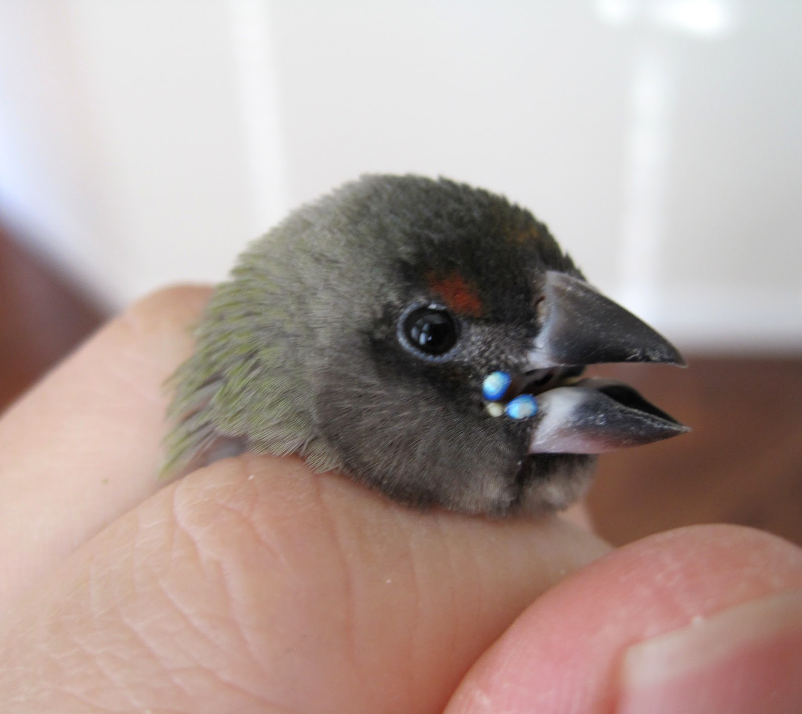 Happy Bird Place Finch and Grasskeet Blog: Gouldian chicks