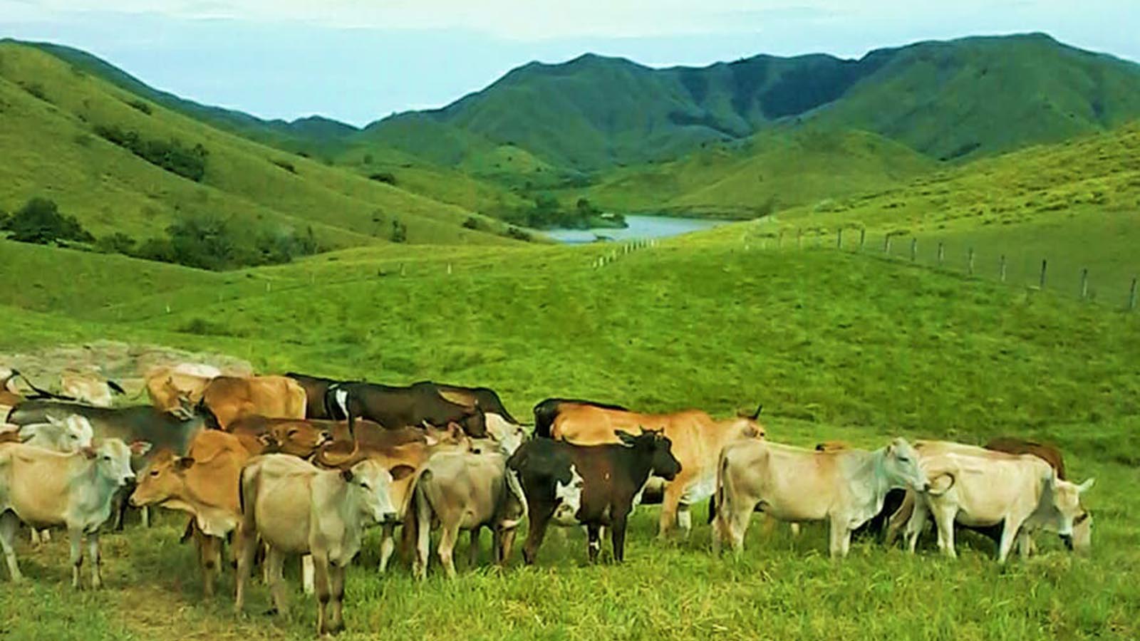 Establishment of an Annual Cattle Fair in Lipa, 1865-1866 - Batangas ...