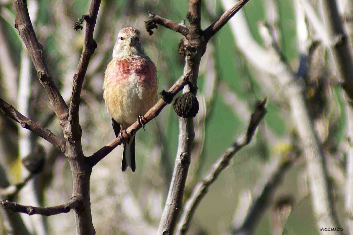 Fauna silvestre de Hormaza: Acanthis cannabina