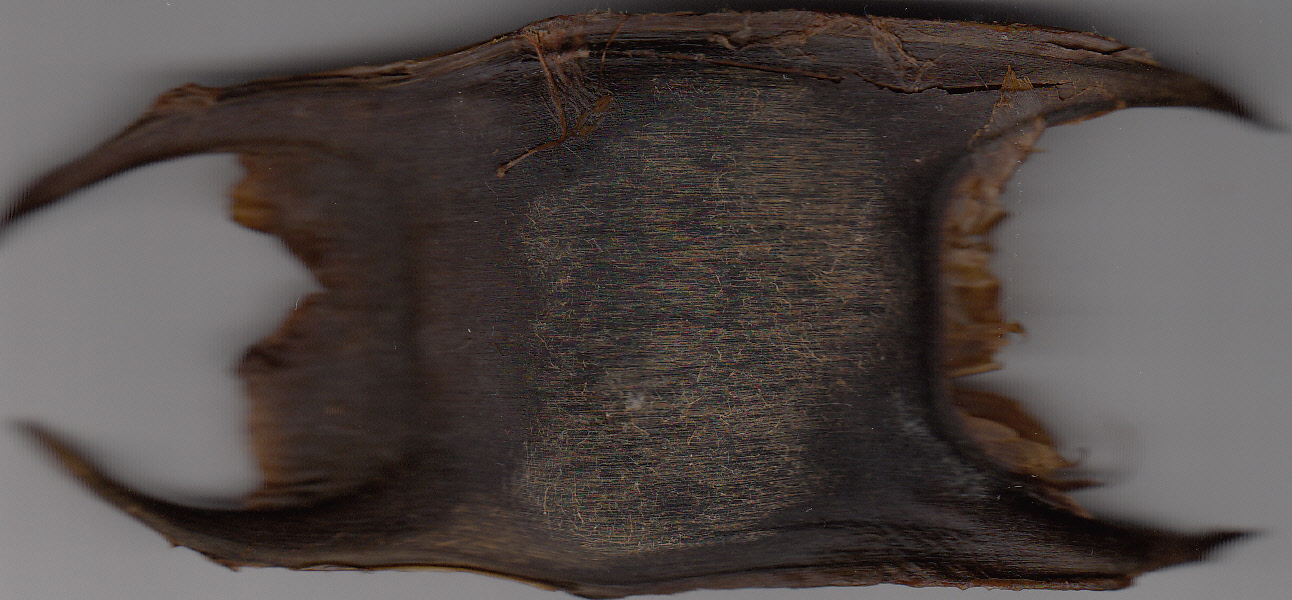 SEA LIFE Königswinter: 2012-01-22