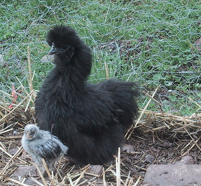 Animals And Birds: Chicken Hen Images 2011