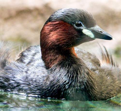 Little grebe photos | Birds of India | Bird World