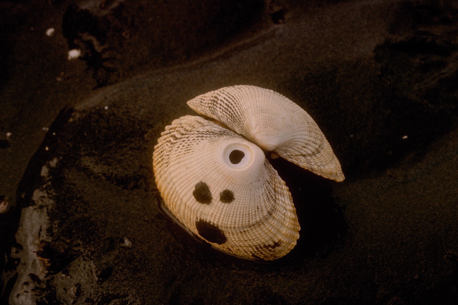 Real Monstrosities: Moon Snail