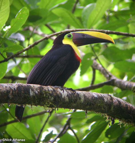 Amazing Toucan Bird - Toucans Facts, Photos, Information, Habitats ...