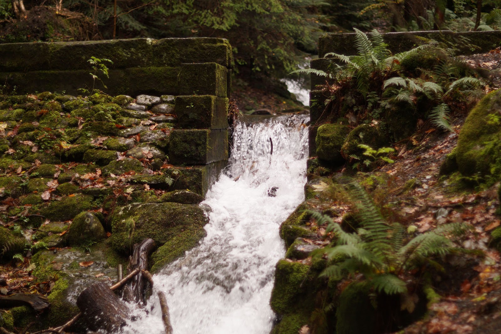 Dodd wood, the route to the summit - Sophie in the Sticks