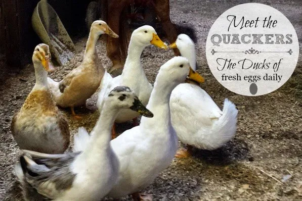 Meet the Quackers | The Ducks of Fresh Eggs Daily - Fresh Eggs Daily ...