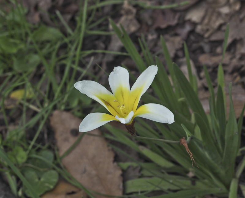 Paseos por la naturaleza: Sparaxis bulbifera