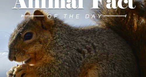 Sober in a Nightclub: Animal fact of the day.
