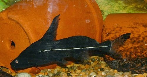 Black Lancer ( Bagrichthys macracanthus )