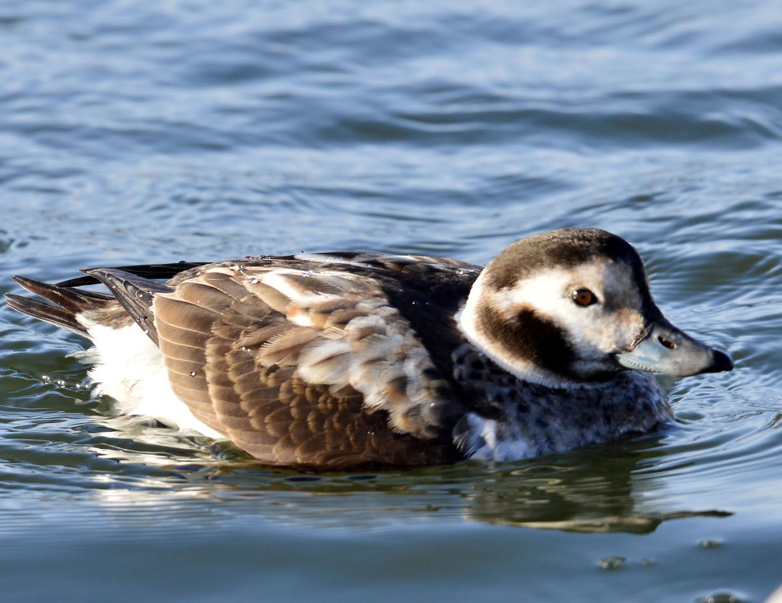 PhotoTonyG: LongTail Duck