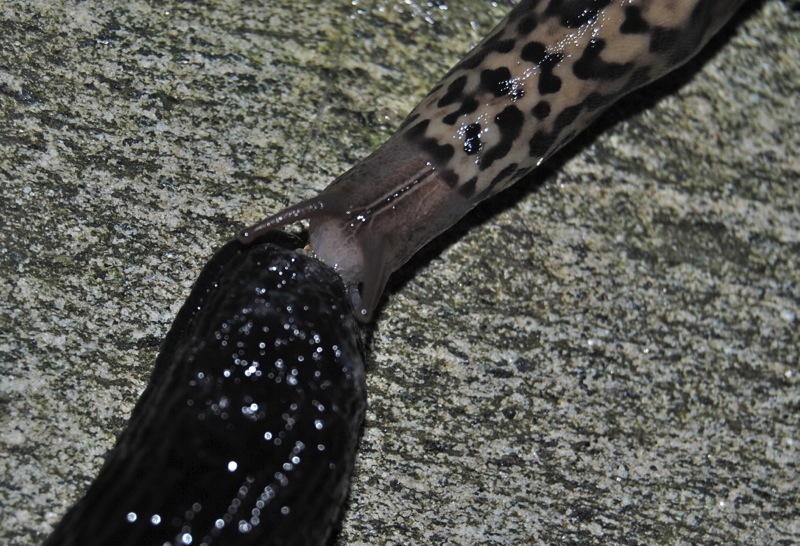 TurboLotte: Boasnegle eller Boakjølsnegl, kjekk å ha!! Se hvorfor.