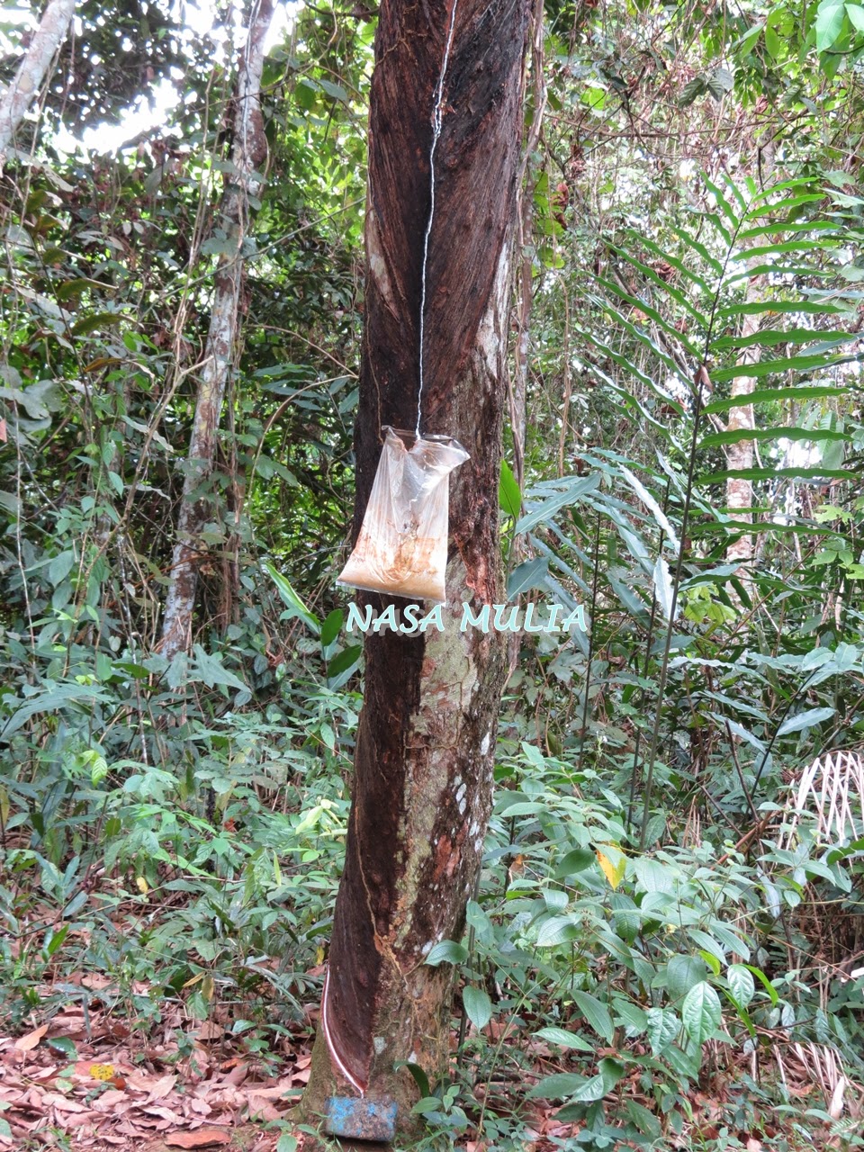 warna warni hidupku..............: Jom Pergi Menoreh Getah....