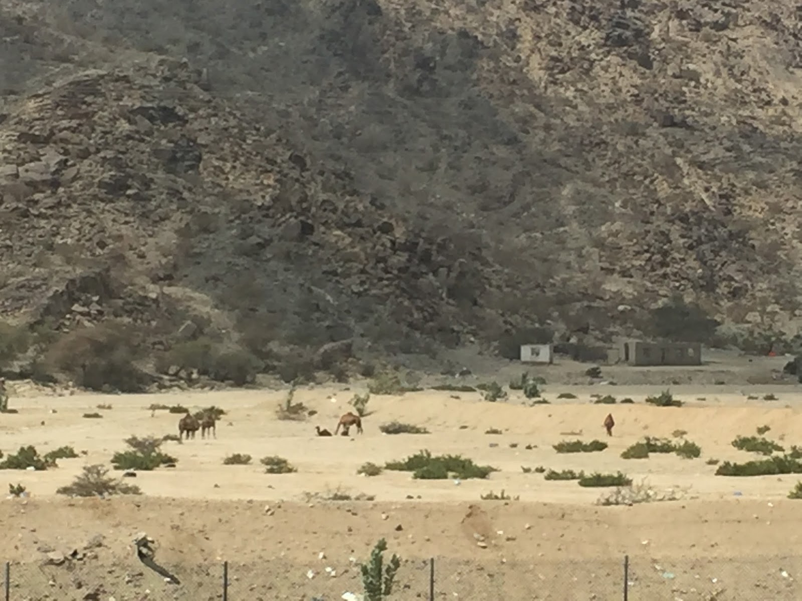 Umrah PertamaKu - Ziarah Taif