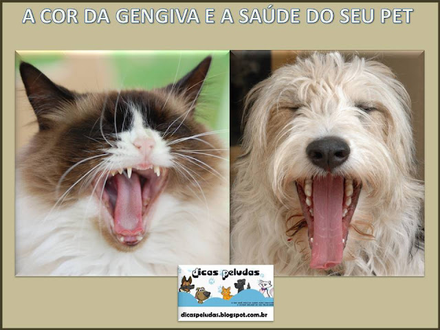 DICAS PELUDAS: A COR DA GENGIVA E A SAÚDE DO SEU PET