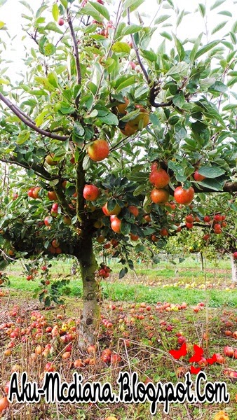 Tentang Diana: Otaki, New Zealand || Penray Gardens