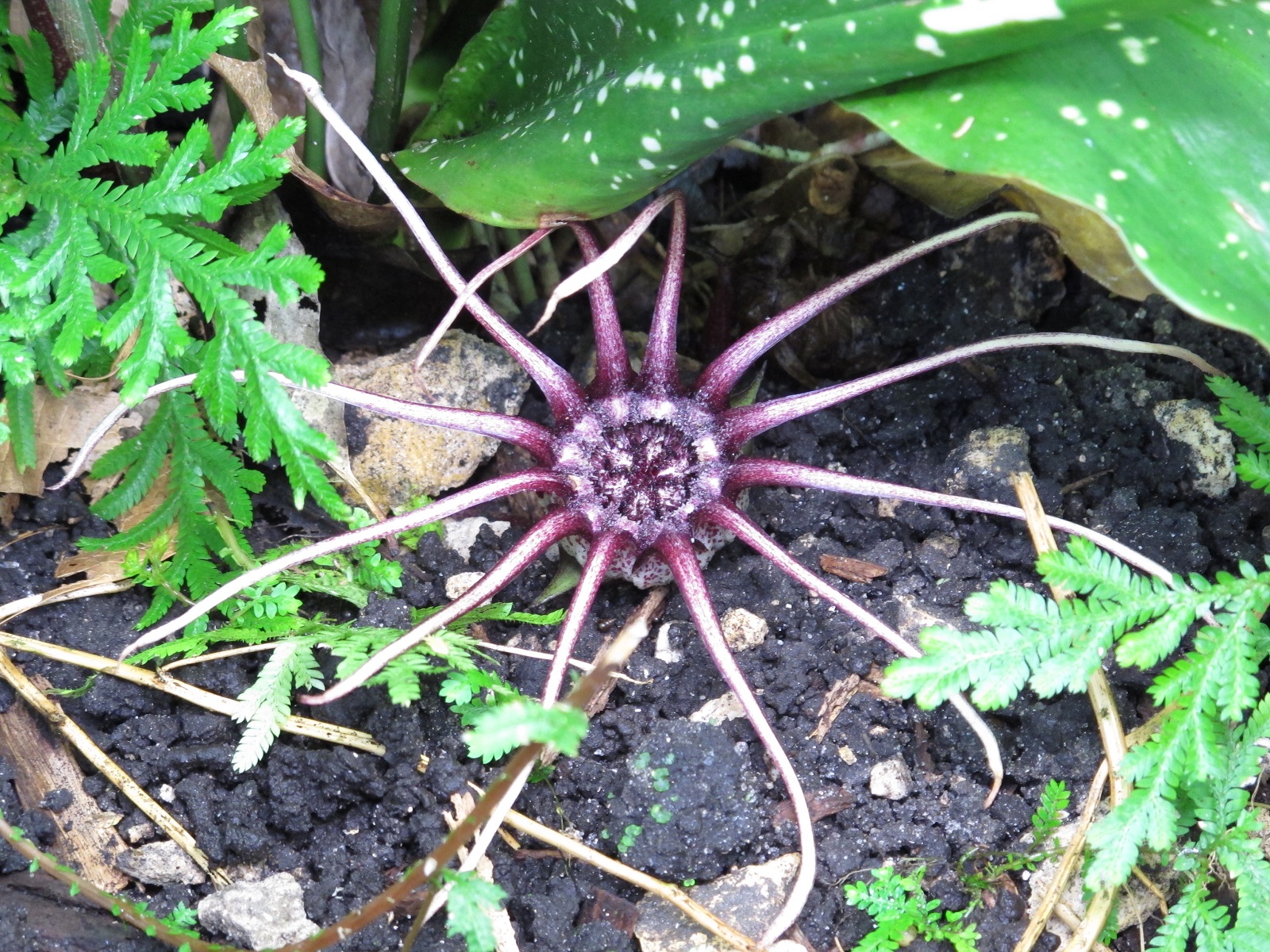 Real Monstrosities: Aspidistra