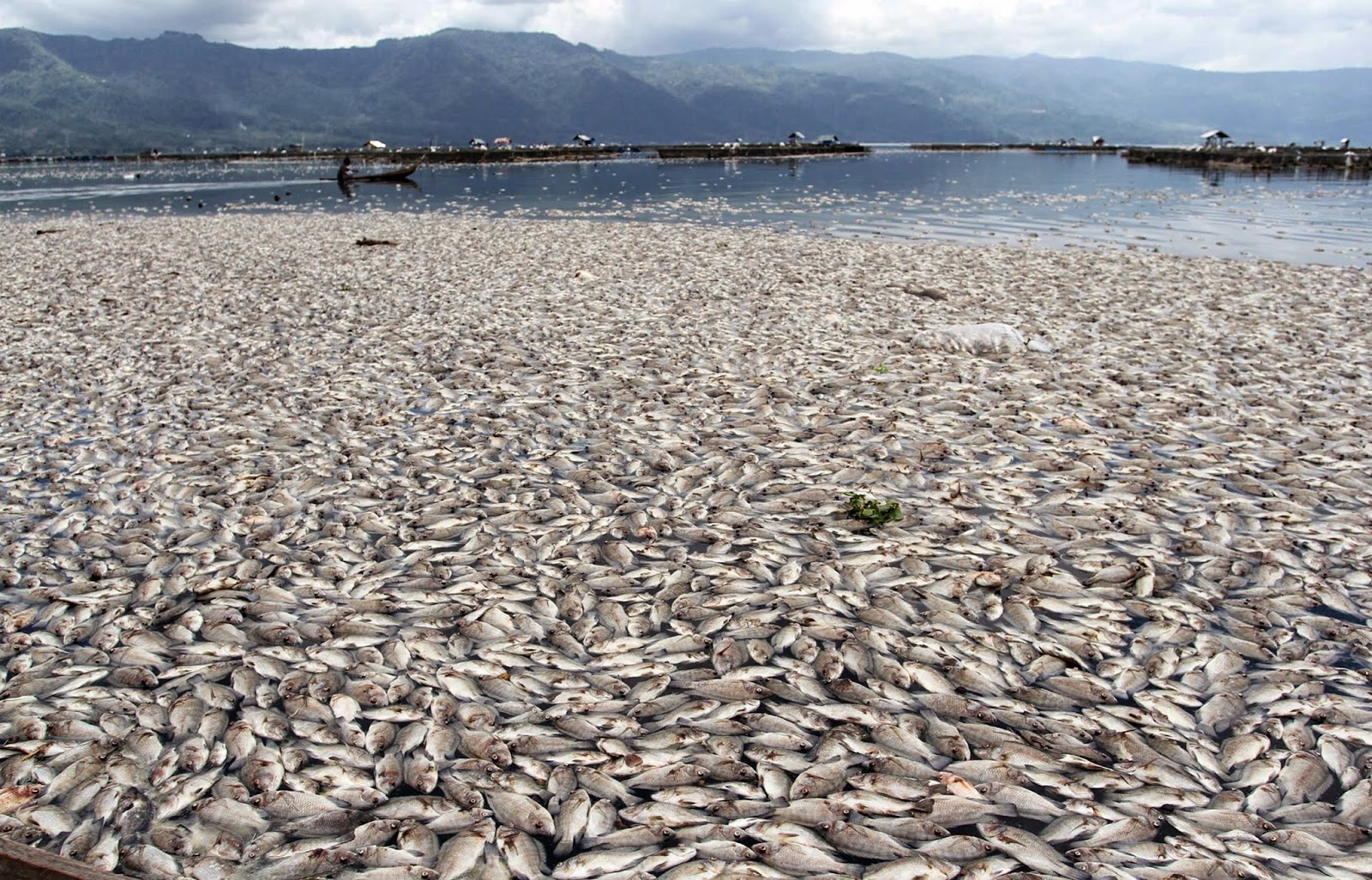 The Aquaculturists: 14/04/2015: Singapore mass fish deaths: Premature ...