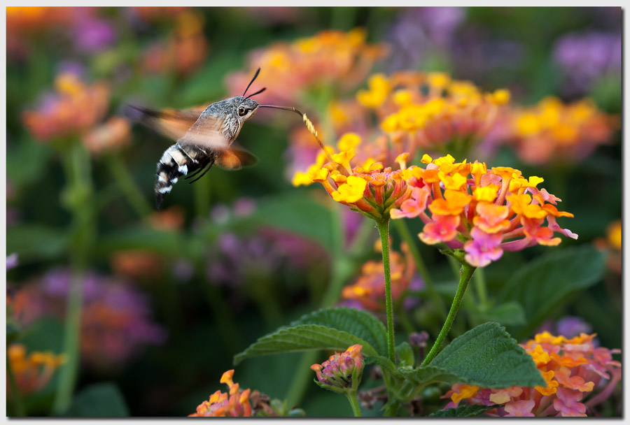 Miggrado: Esfinge colibrí (Macroglossum stellatarum)