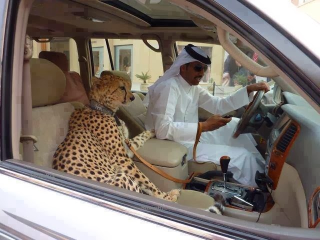 Media Mug International: Shaikh with a Pet Leopard.... Only in Dubai!