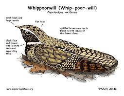 Surviving Within Civilization: Will There Be Whippoorwills?