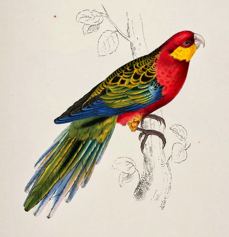 TYWKIWDBI ("Tai-Wiki-Widbee"): February 2014