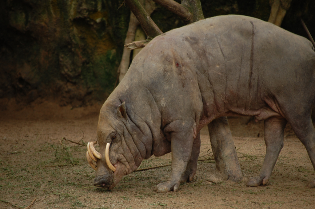 Real Monstrosities: Babirusa